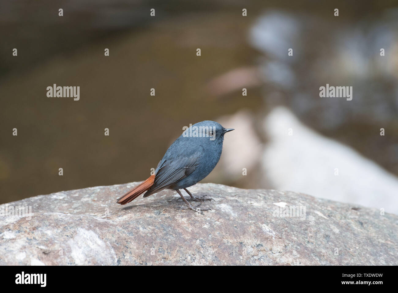 Plumbeous Water Redstart male bird sitting on rock, Uttarakhand, India ...