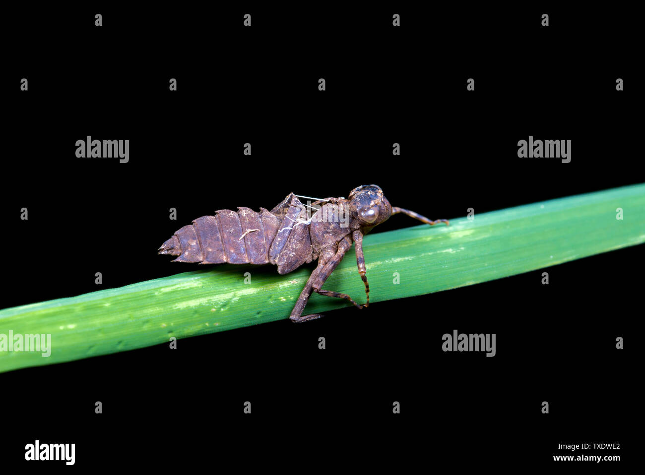 Tentacles and flies bright color a bunch of grain science hi-res stock ...