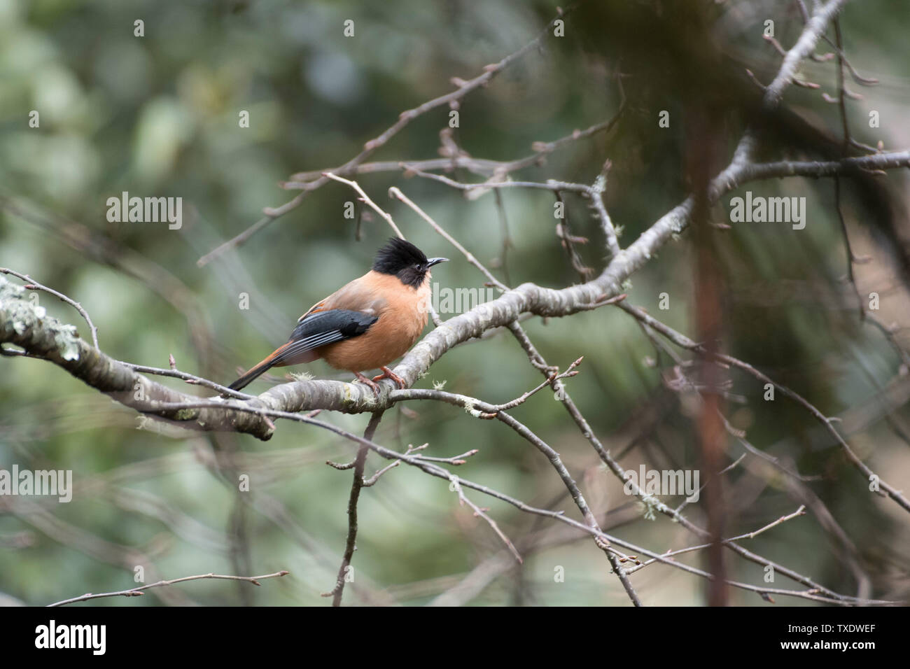 Rufous Sibia bird sitting on tree, Uttarakhand, India, Asia Stock Photo ...