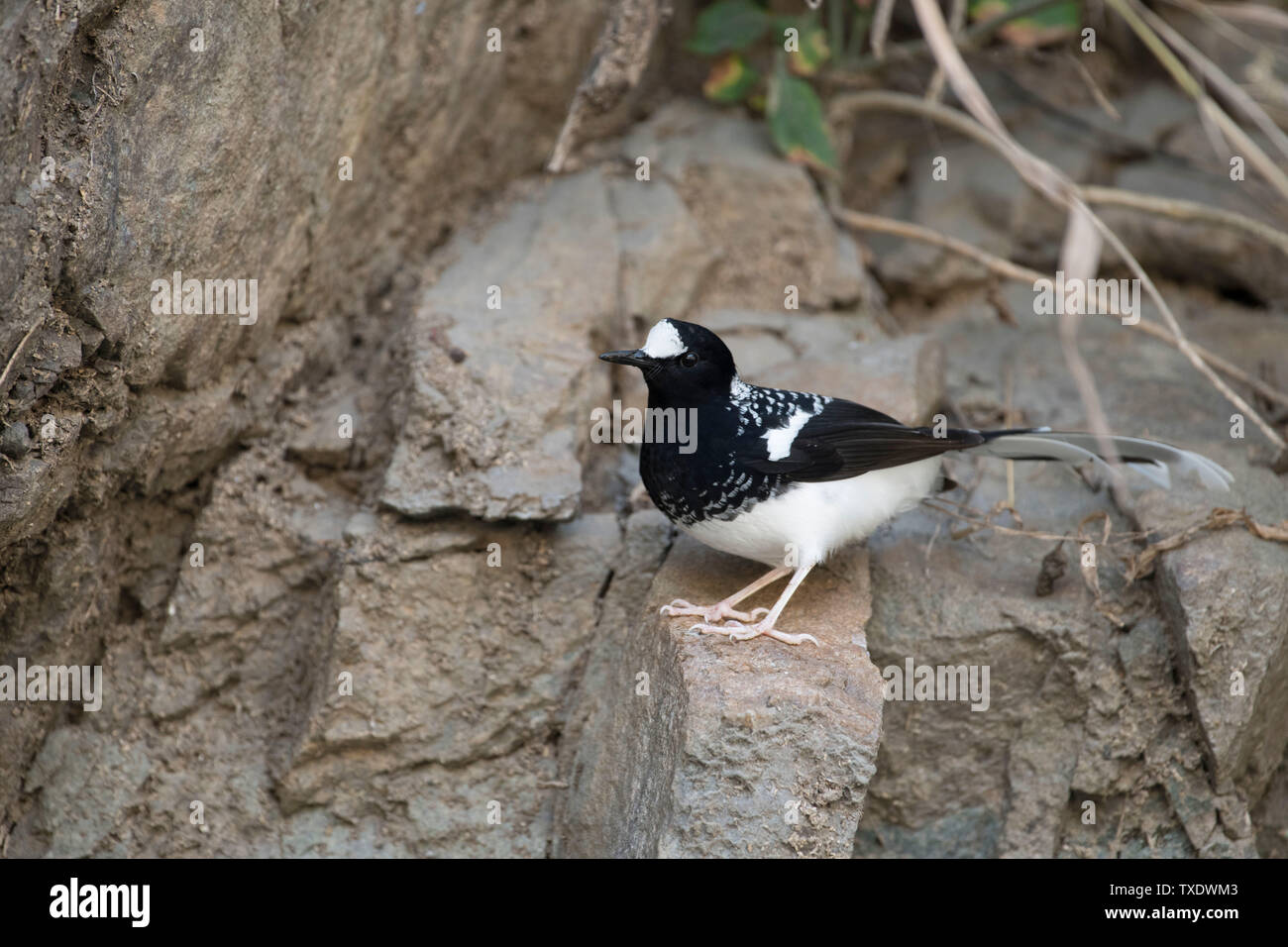 Spotted fork tail hi-res stock photography and images - Alamy
