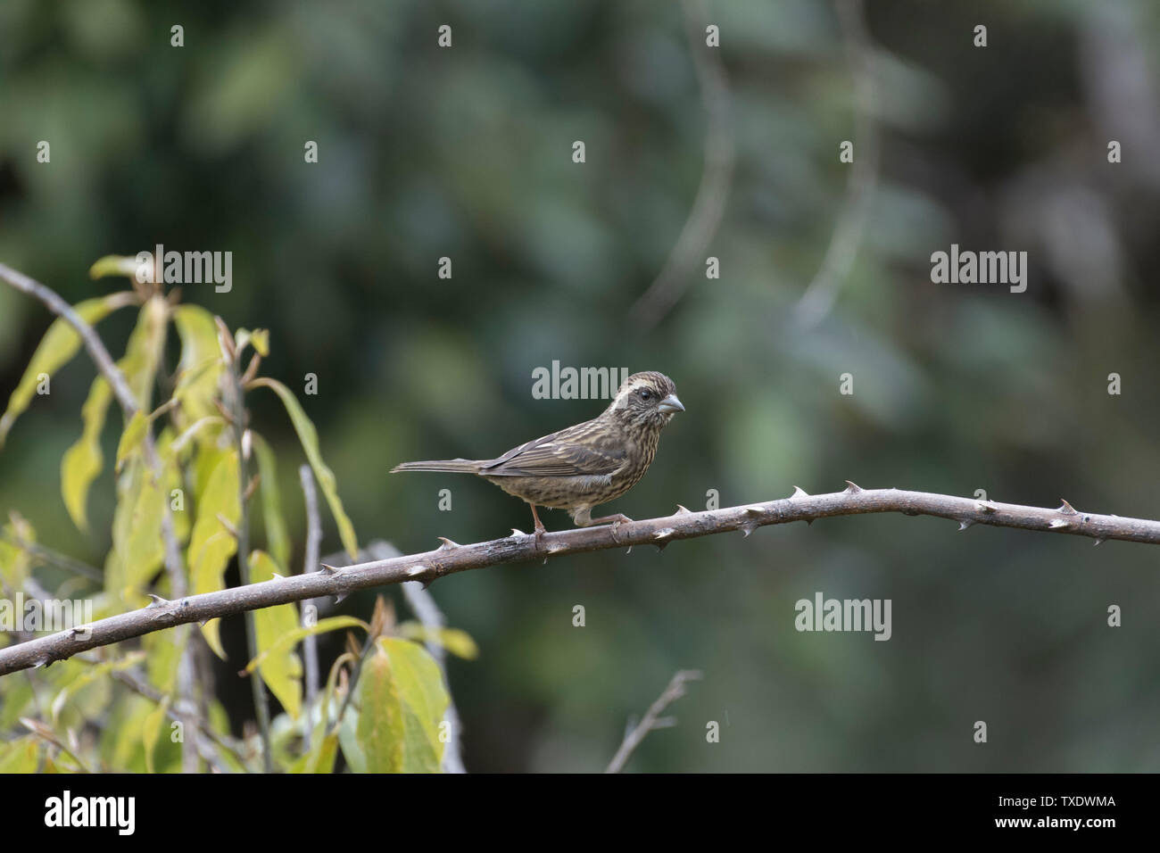Spot winged rose finch hi-res stock photography and images - Alamy