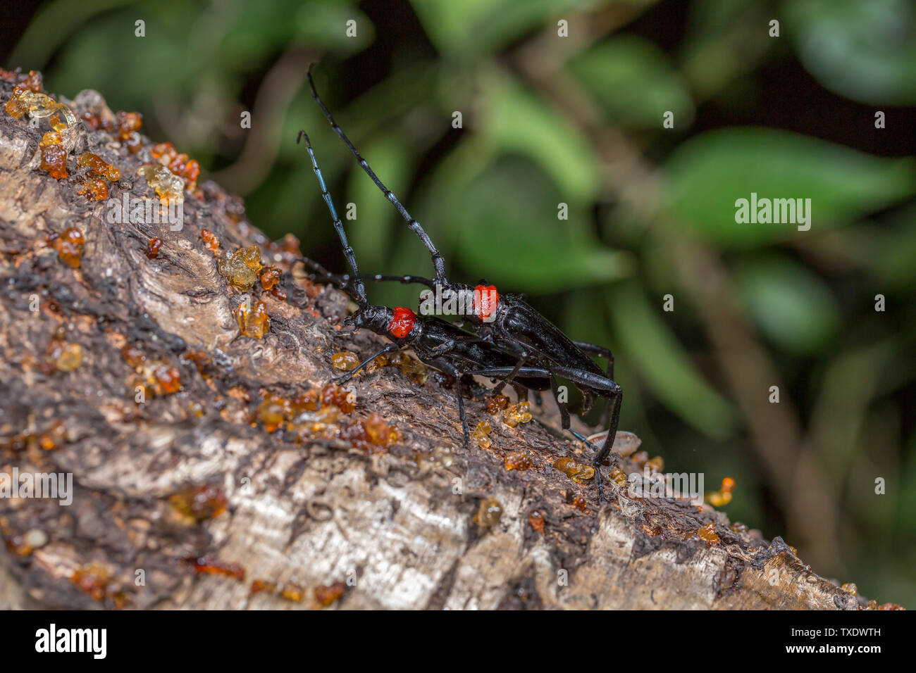 Peach red-necked sky cow cross-tail Stock Photo - Alamy