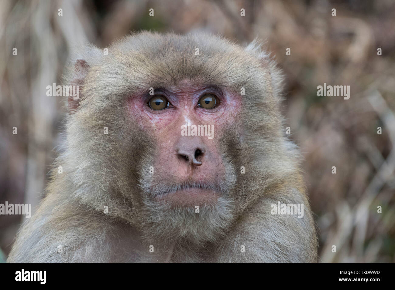 Monkey musk hi-res stock photography and images - Alamy