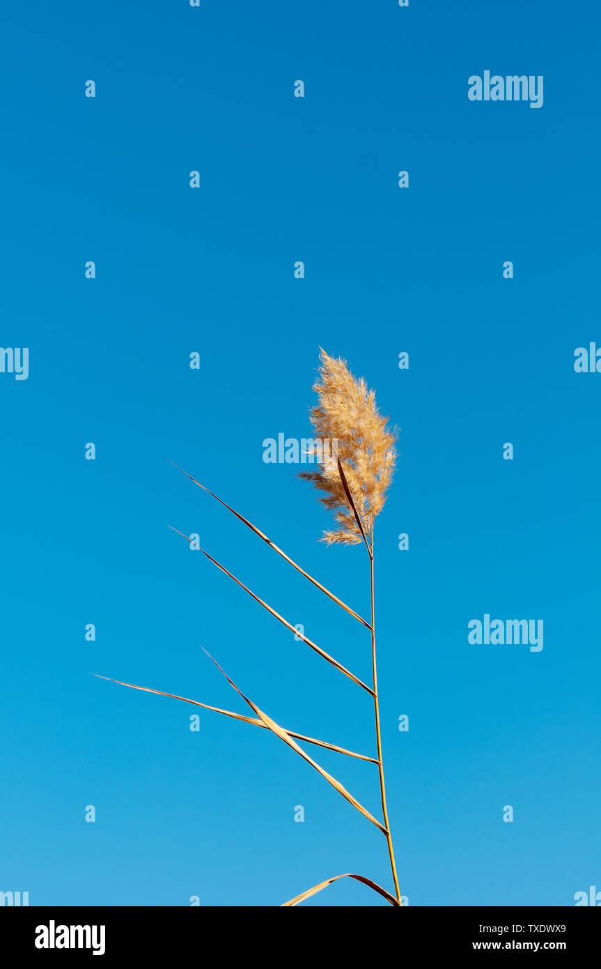 Reed flowers floating in the wind hi-res stock photography and images ...