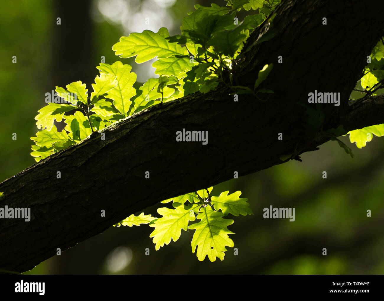 Backlit oak leaves on a branch, Derbyshire UK Stock Photo - Alamy