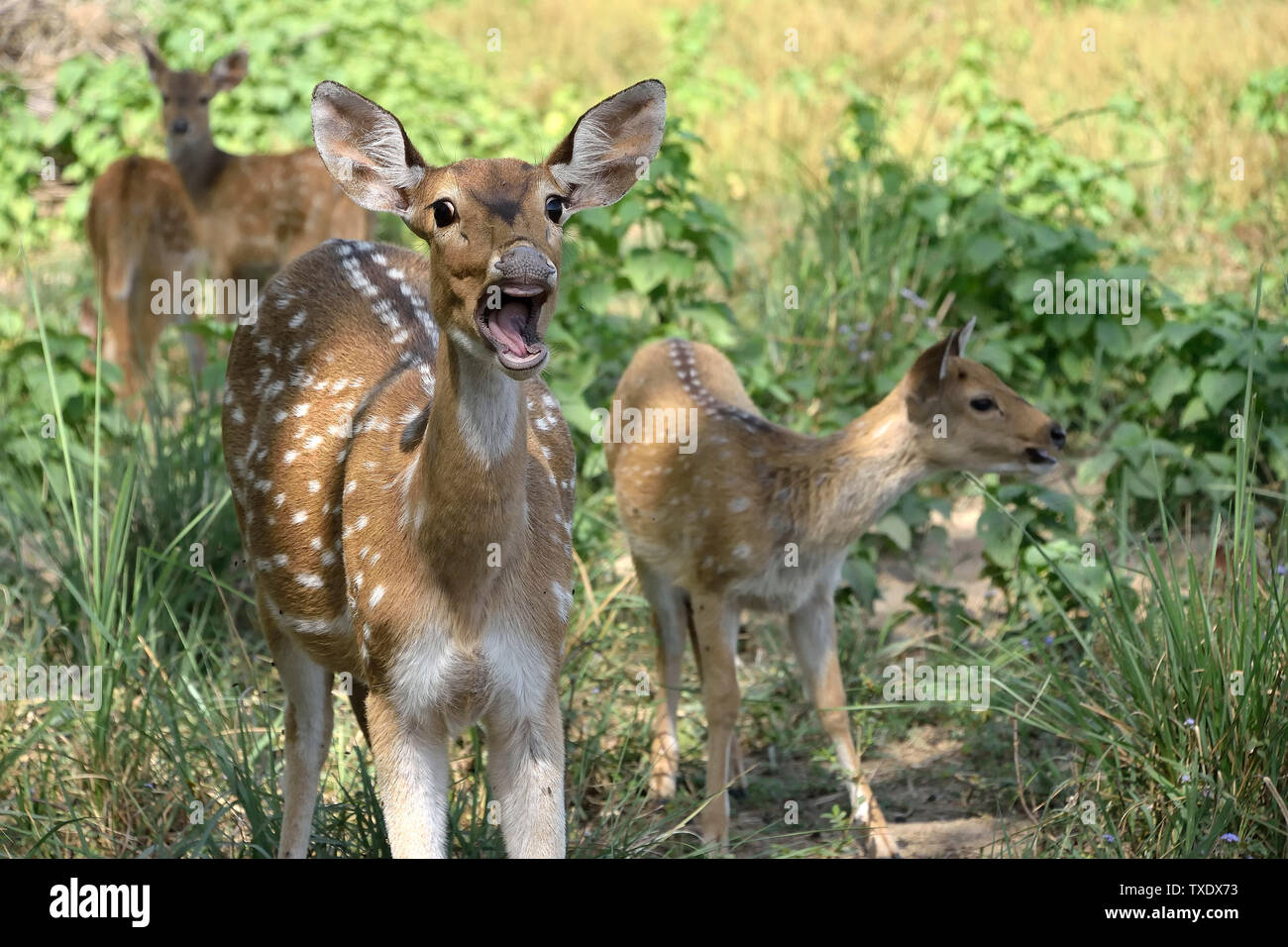 Body and nature hi-res stock photography and images - Alamy