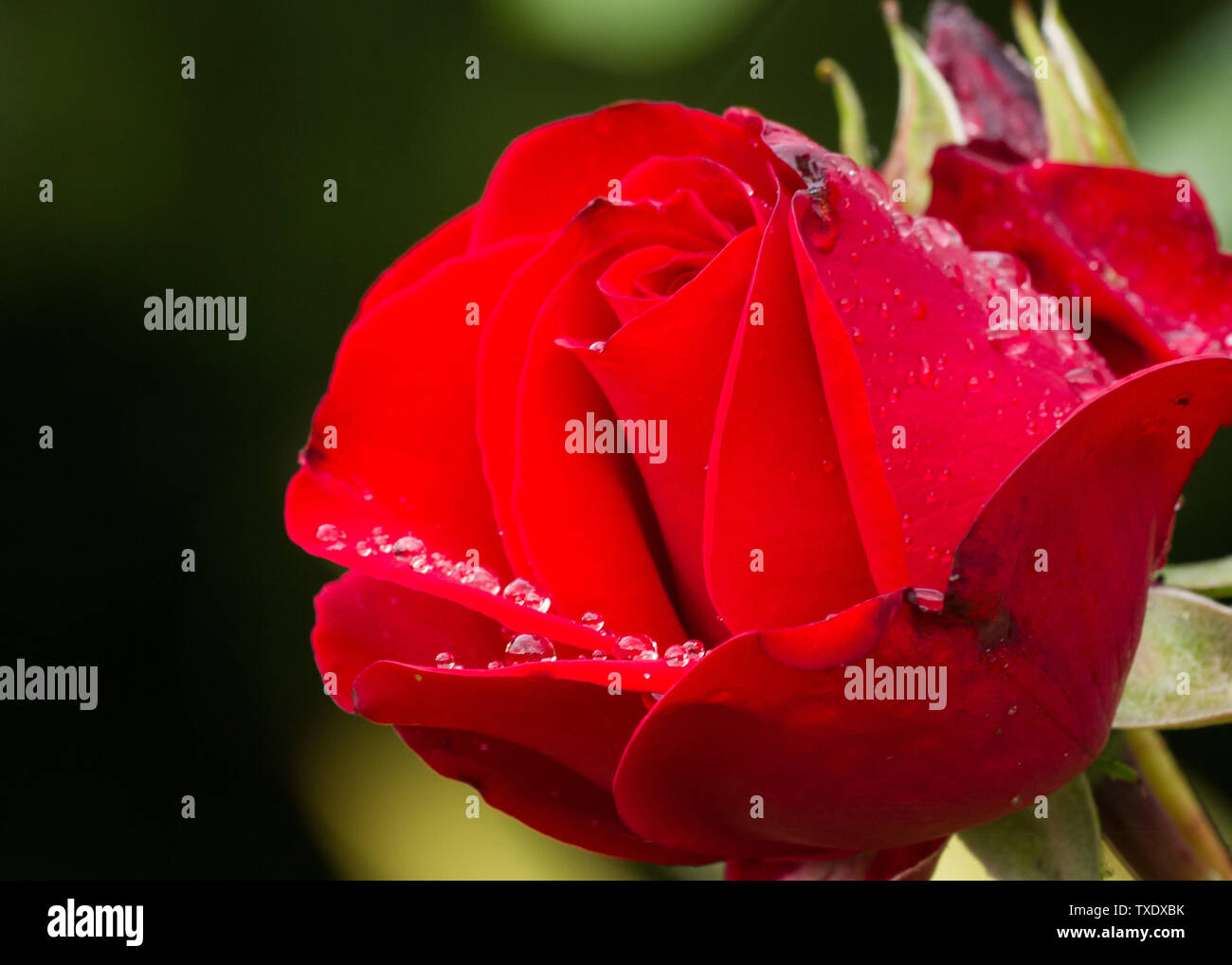 Red rose with rain drops hi-res stock photography and images - Alamy