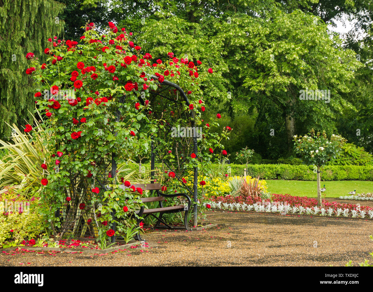 Rose arch bench hi-res stock photography and images - Alamy