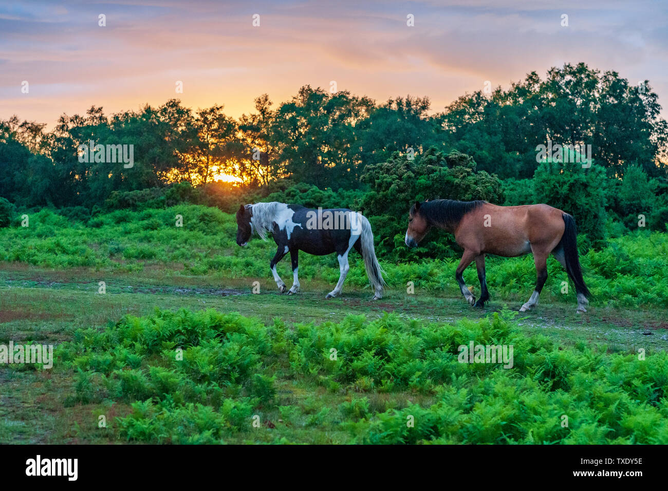 New Forest ponies walking towards a sunset through lush green ...