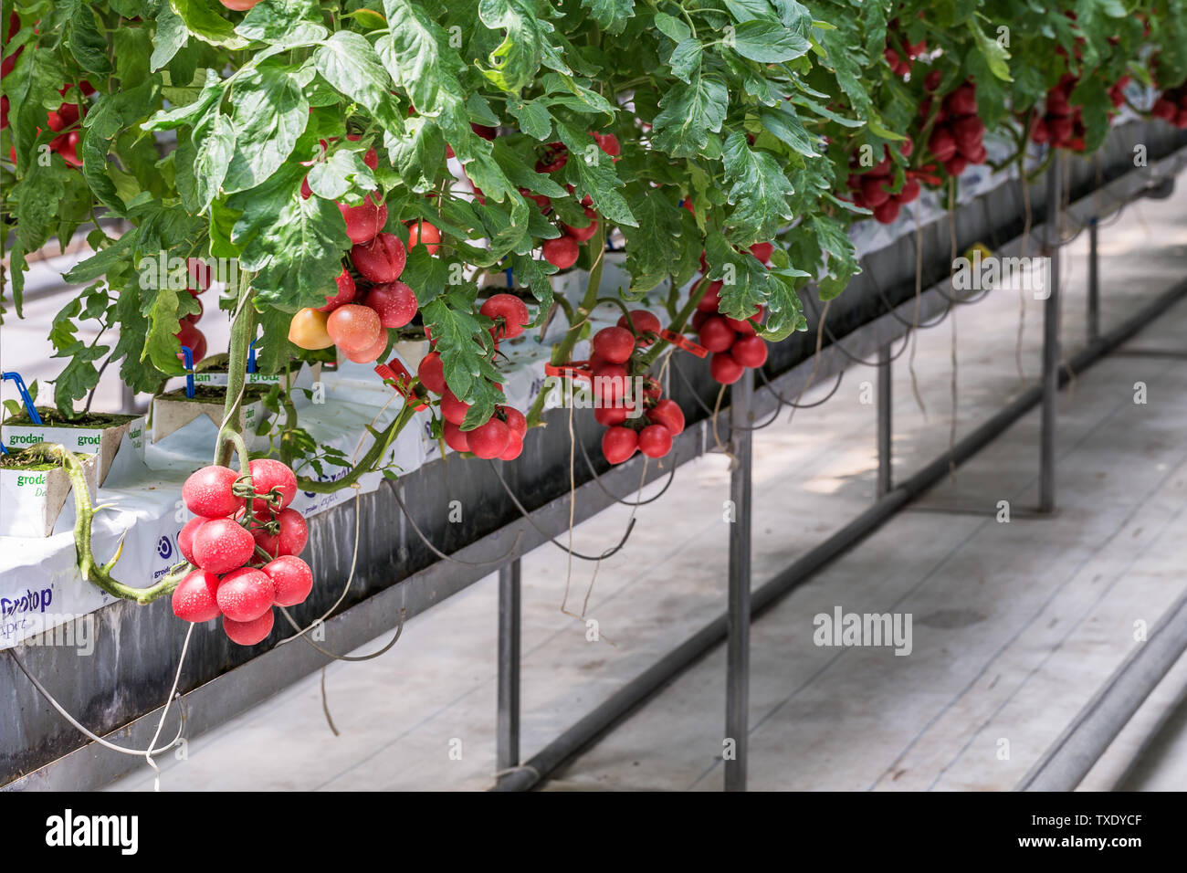 Growth and development crops berries hi-res stock photography and ...