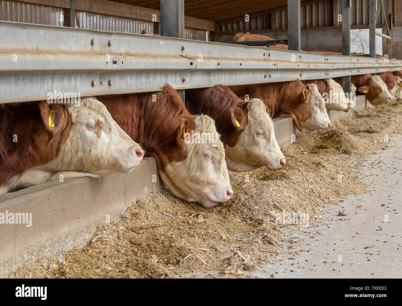 Germany cow barn hi-res stock photography and images - Alamy