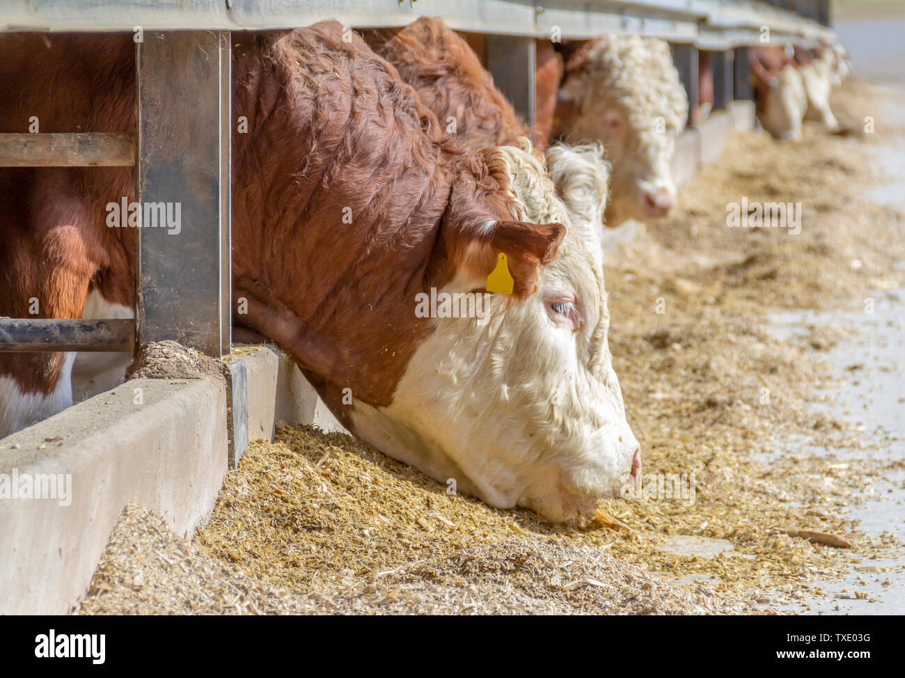 Germany cow barn hi-res stock photography and images - Alamy