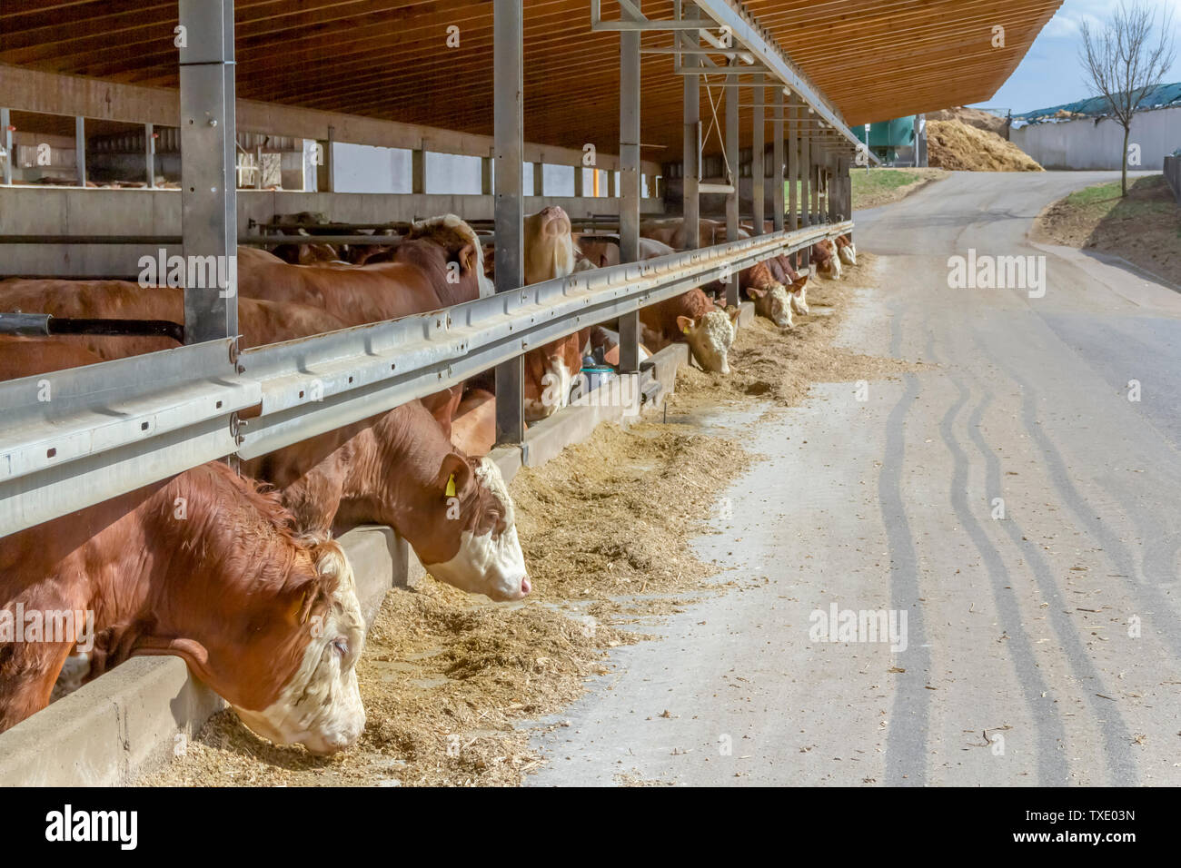 some cattle at feed in a barn in sunny ambiance seen in Southern ...