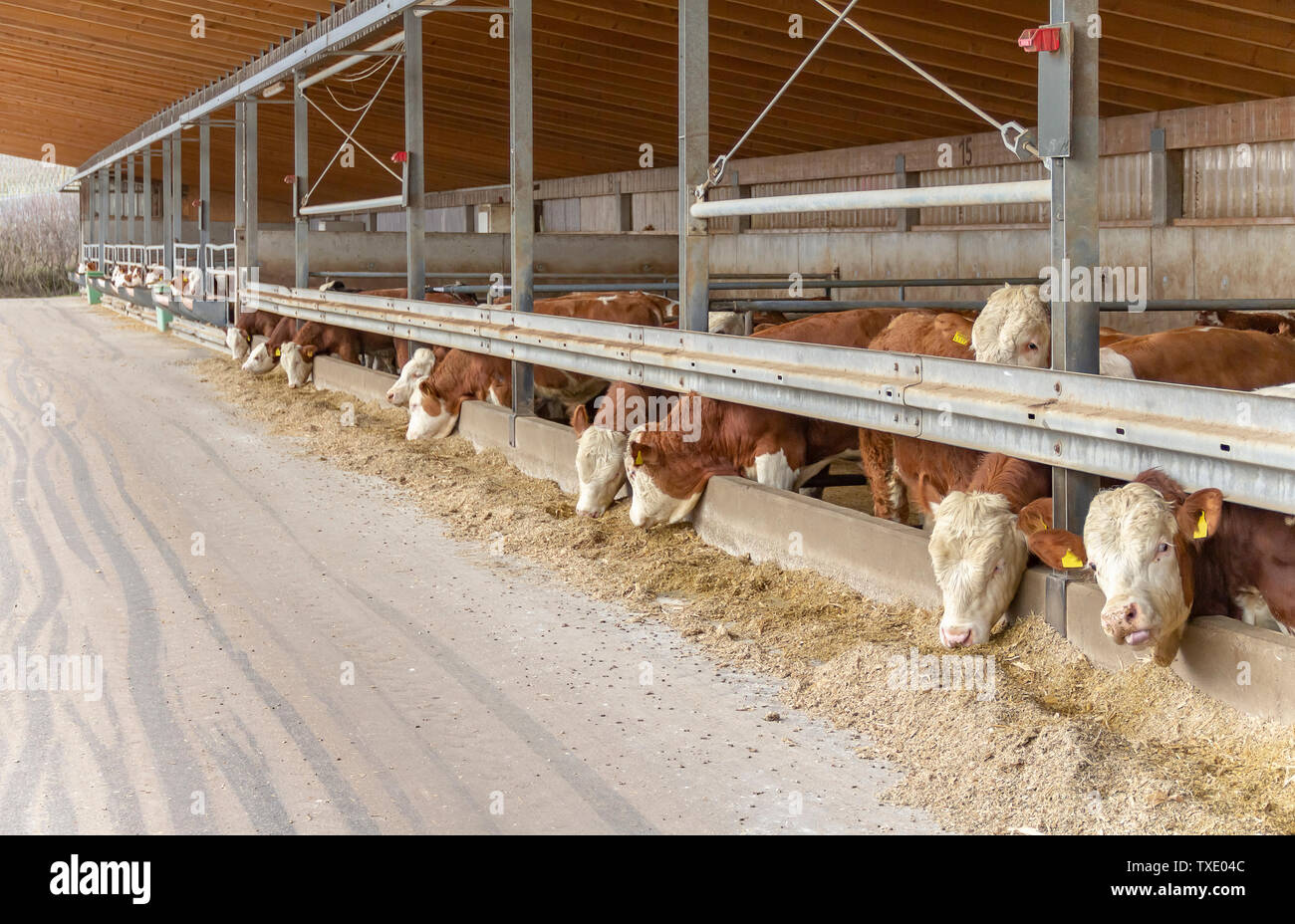 Calf stable beef hi-res stock photography and images - Alamy