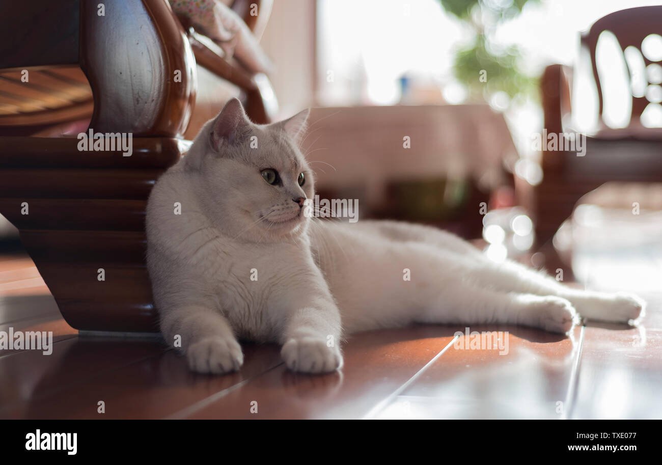 Cat short silver gradient Stock Photo - Alamy