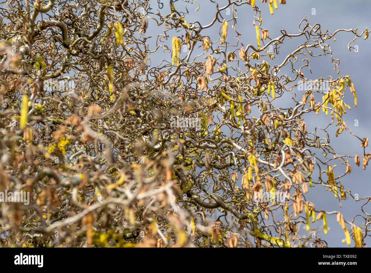 Twisted hazel hi-res stock photography and images - Alamy