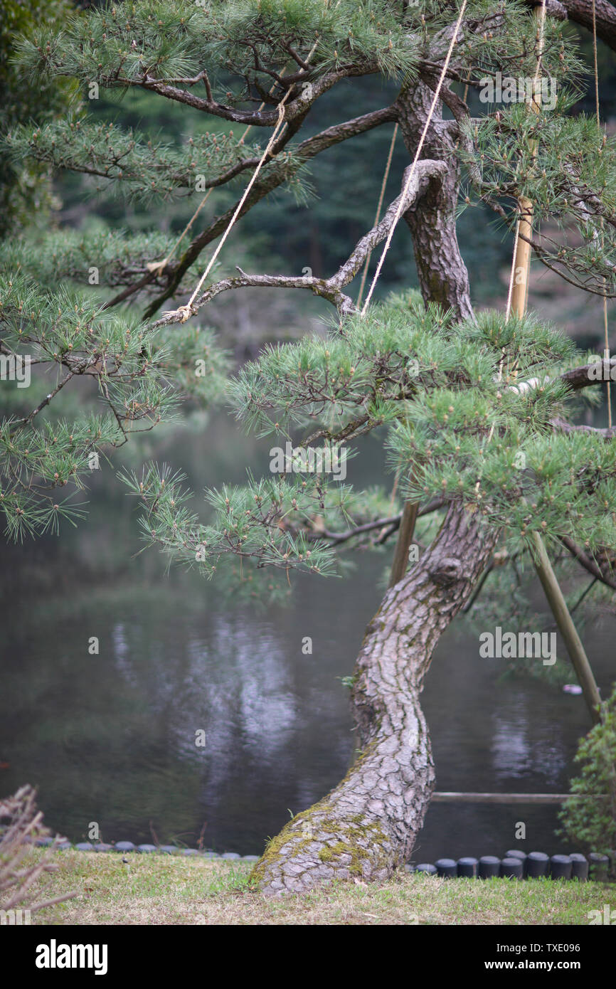Stunted pine tree hi-res stock photography and images - Alamy