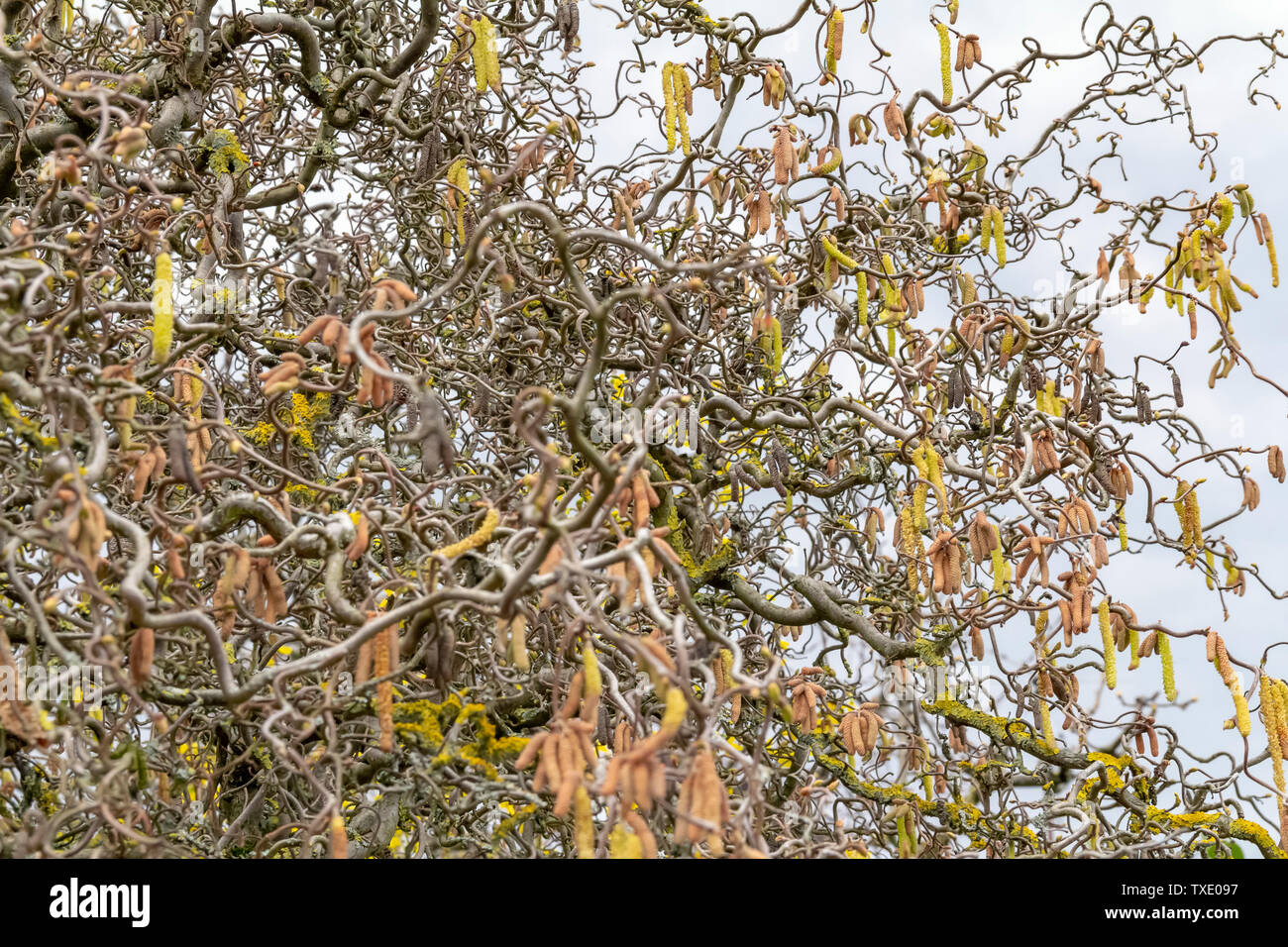 Twisted hazel hi-res stock photography and images - Alamy