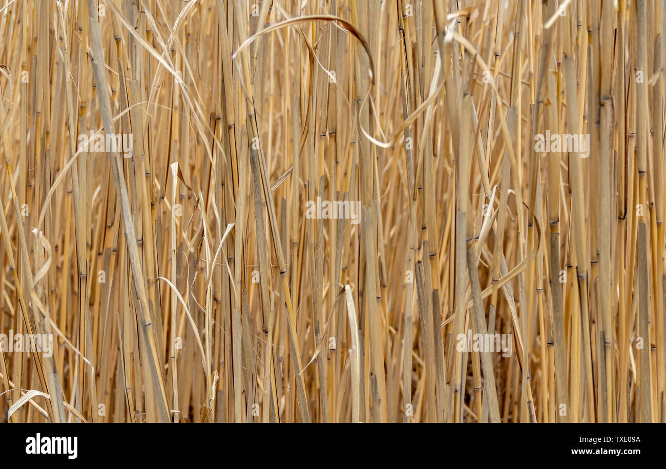 Reed Frame High Resolution Stock Photography and Images - Alamy