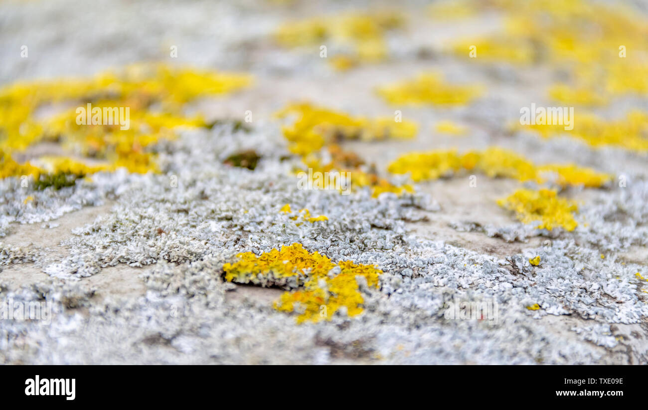 Lichen crust hi-res stock photography and images - Alamy