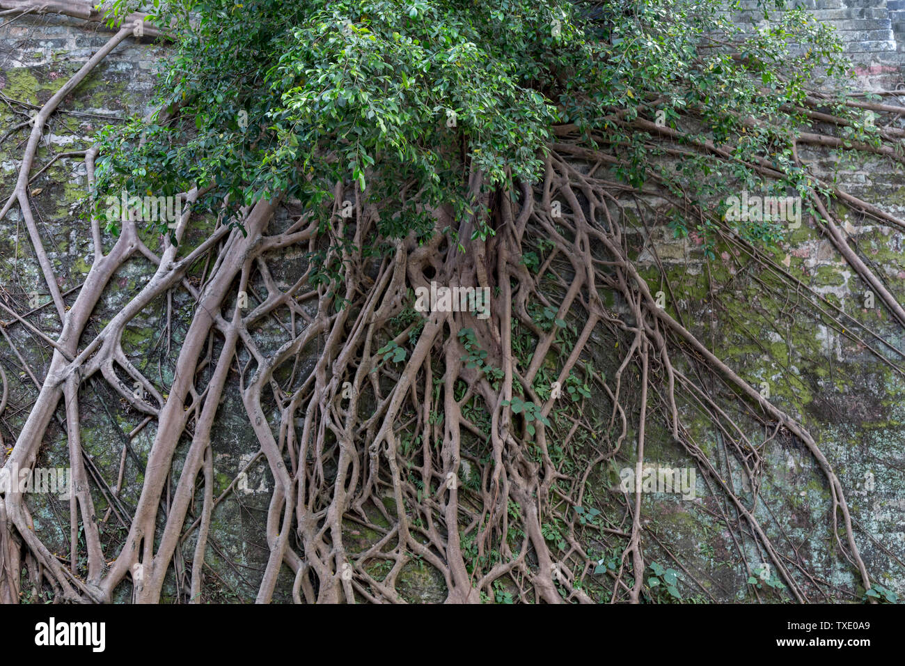 Banyan root branch on waste wall Stock Photo - Alamy