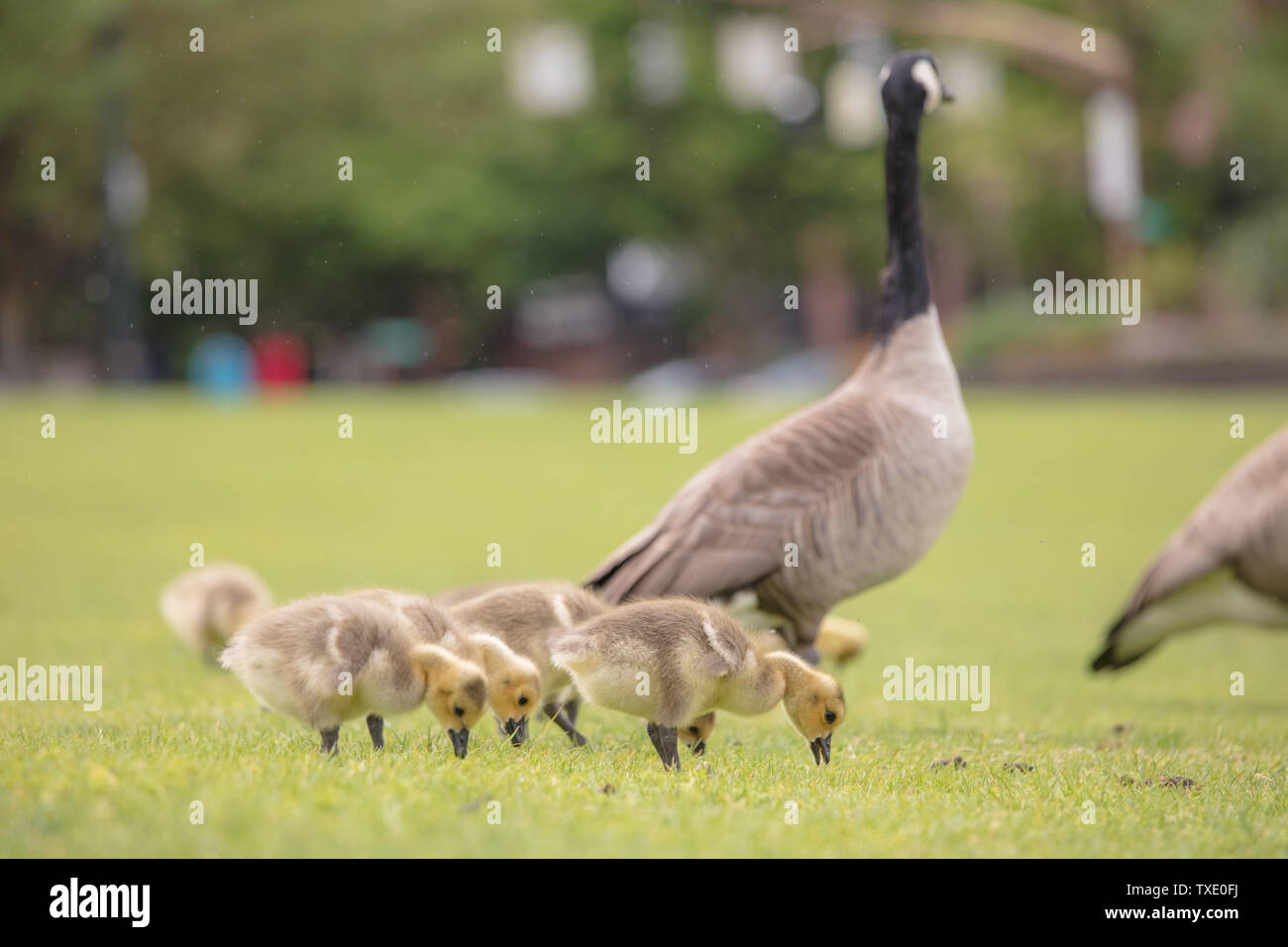 Canadian goose chicks baby Stock Photo - Alamy