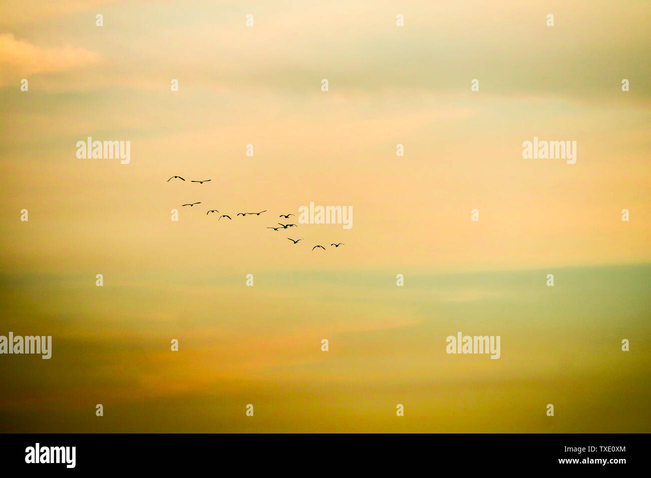 birds flying to home on sunset sky soft cloud background Stock Photo ...