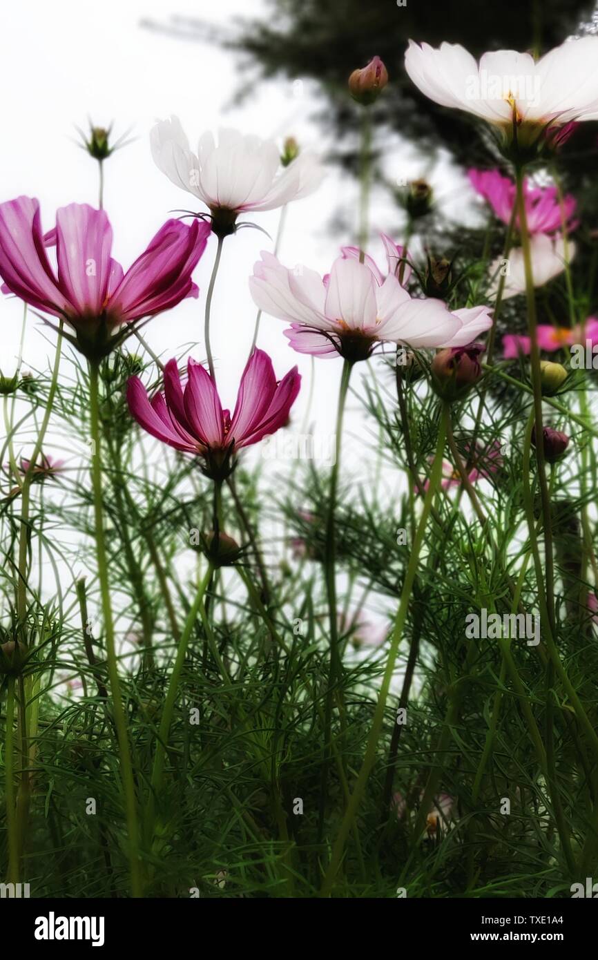 Chrysanthemum Gesang flower Qiuying Stock Photo - Alamy