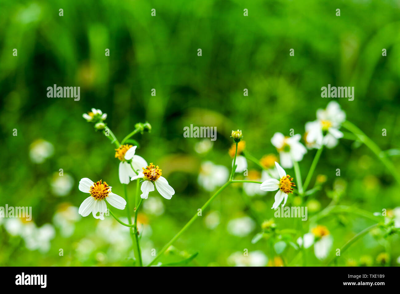 daisy flower has falling because the weather change into the summer ...