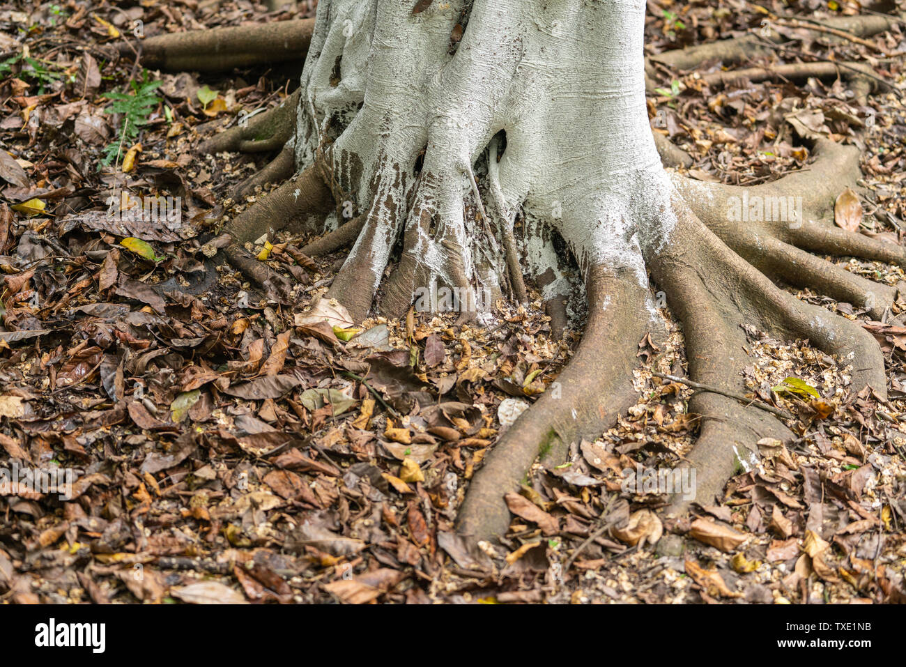 This is a close-up of the roots and fallen leaves of a big tree Stock ...