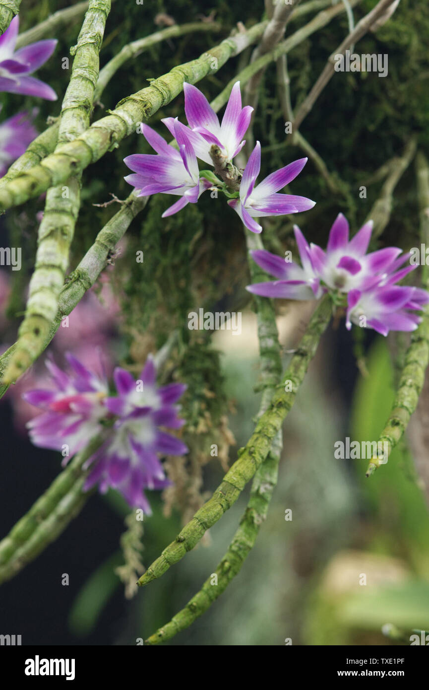 Orchid dendrobium blossoms flowers hi-res stock photography and images ...