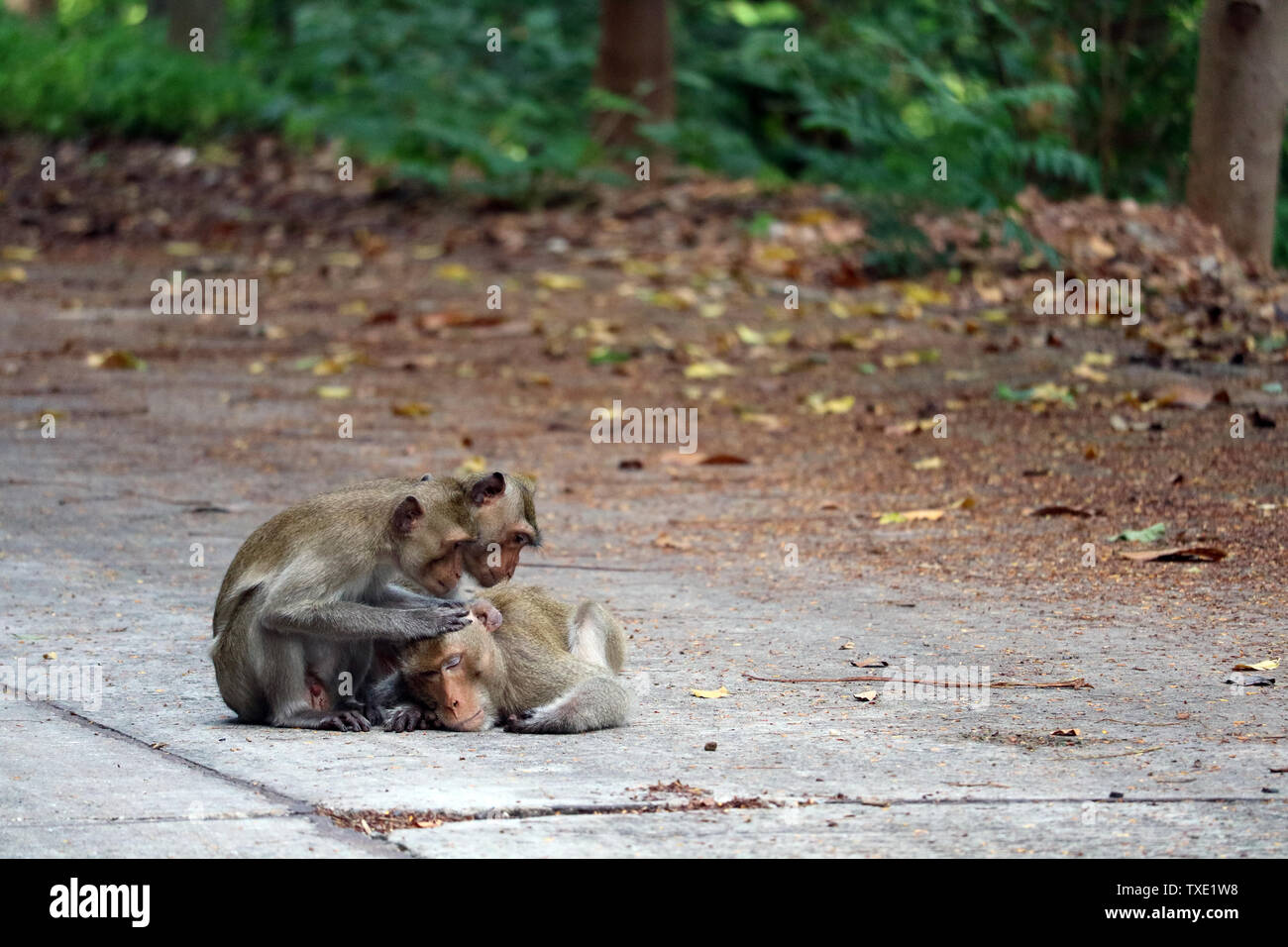 Cute monkey vector hi-res stock photography and images - Alamy
