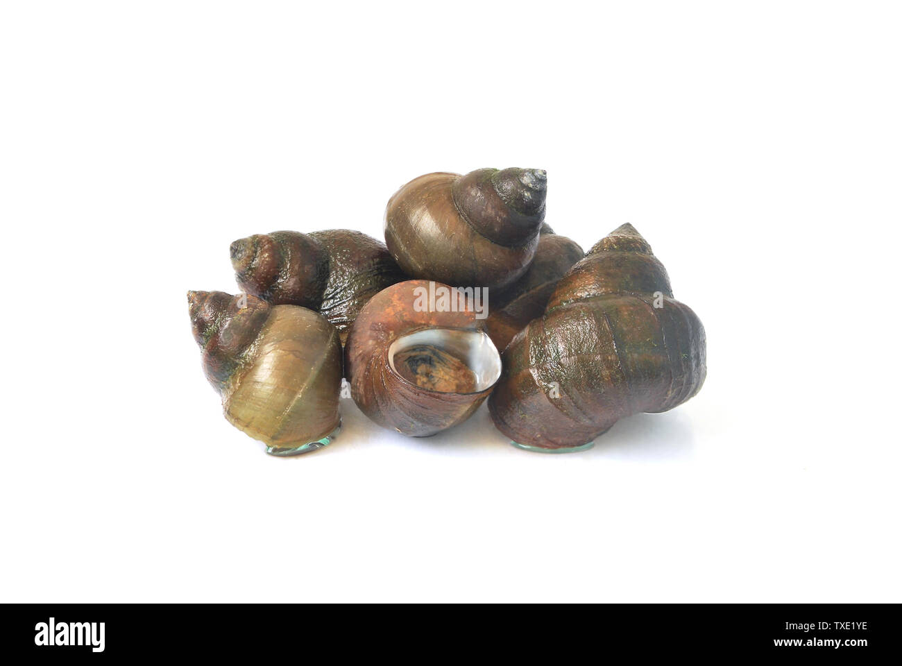 Periwinkle Animal High Resolution Stock Photography and Images - Alamy