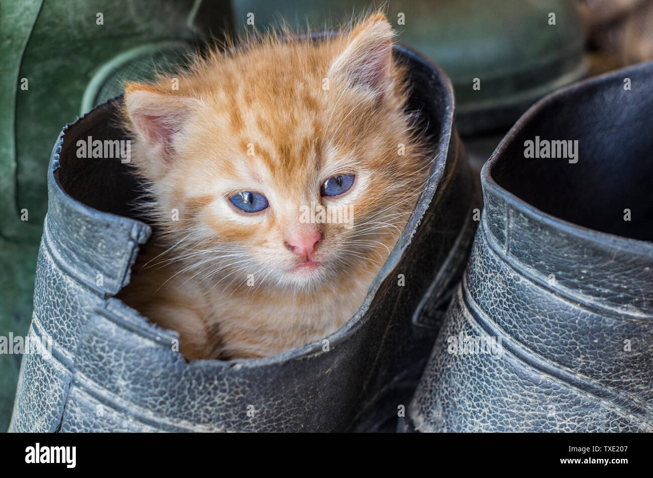 Kitty in a rubber boot. Cute rural photo. Little red kitten Stock Photo ...