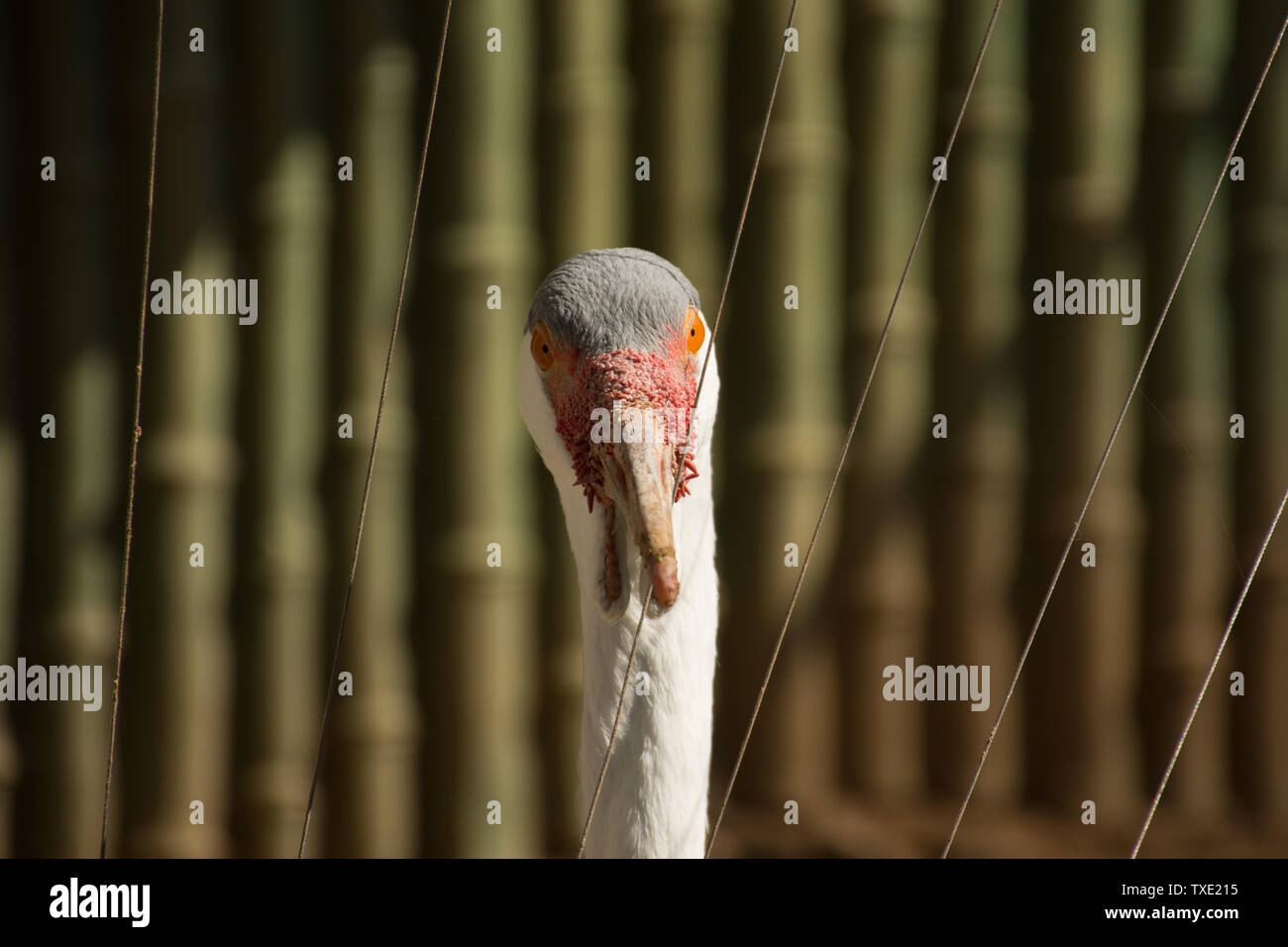 Haughty bird hi-res stock photography and images - Alamy