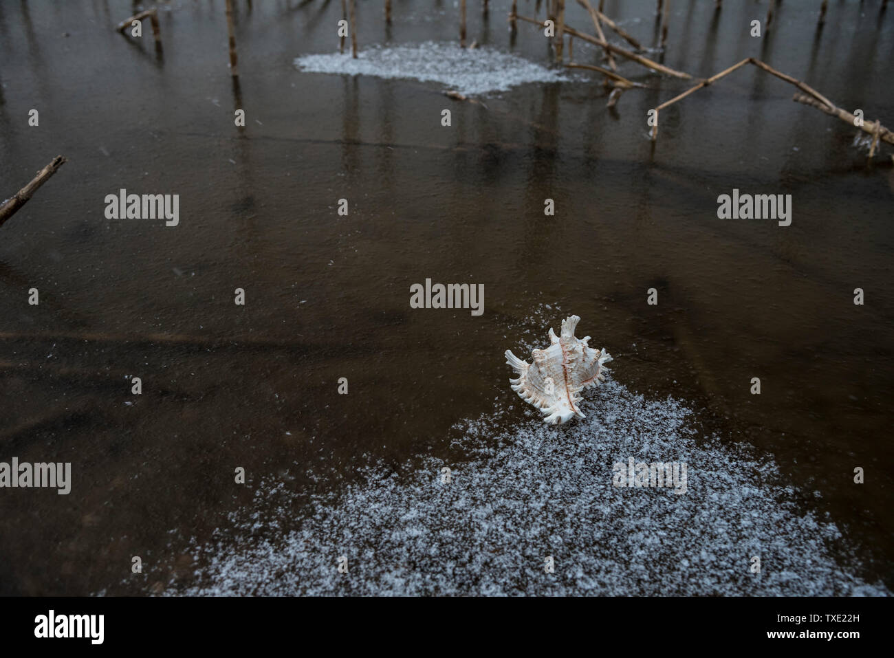 Conch on the ice Stock Photo - Alamy