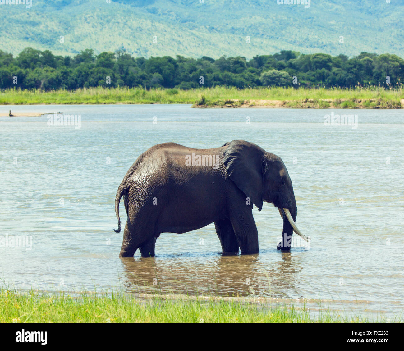Africa, Zimbabwe, manaturals, national parks, animals, elephants, baby ...