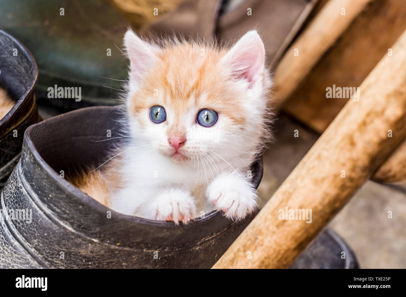 Kitten in boot hi-res stock photography and images - Alamy