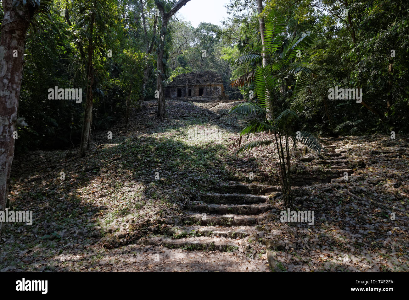 Day trip to Yaxilan, ruins of Maya city in th ejungle Stock Photo - Alamy