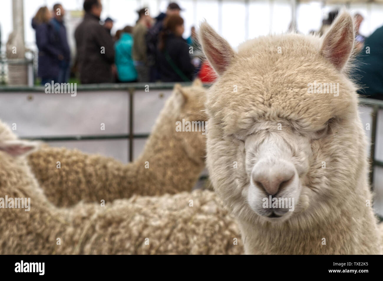 Huacaya breed hi-res stock photography and images - Alamy