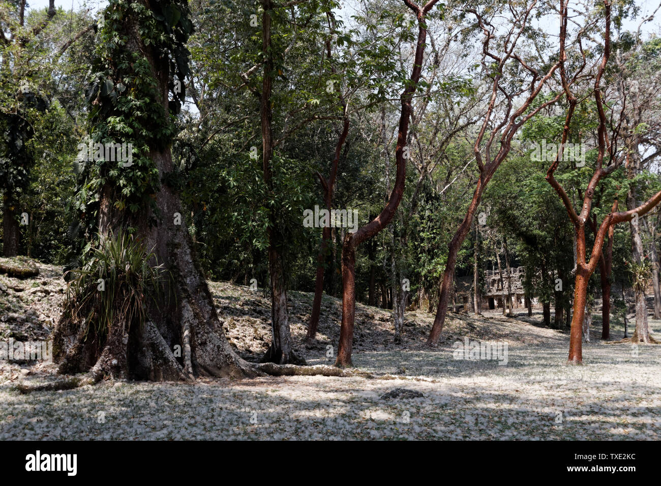 Day trip to Yaxilan, ruins of Maya city in th ejungle Stock Photo - Alamy