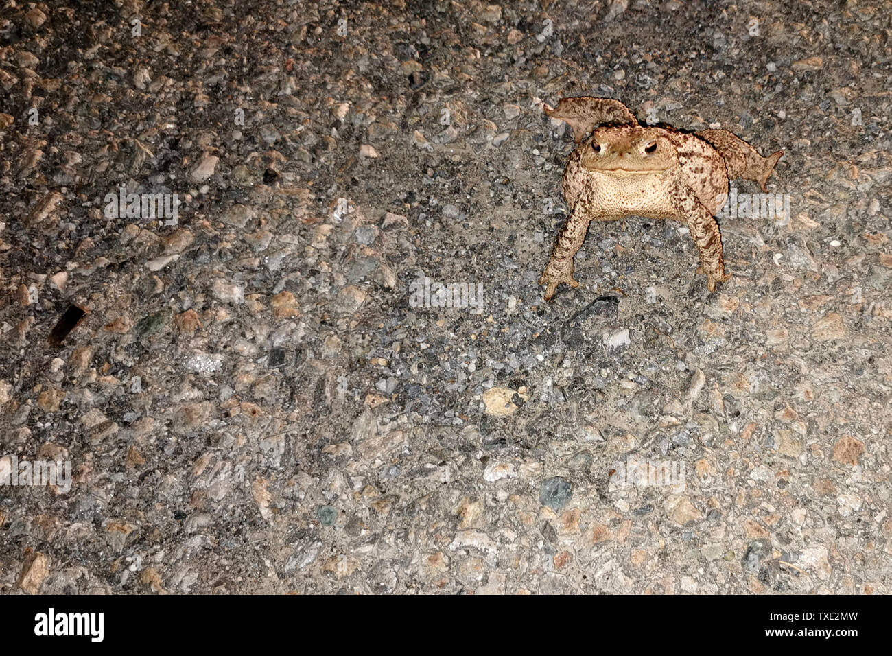 American toad road hi-res stock photography and images - Alamy