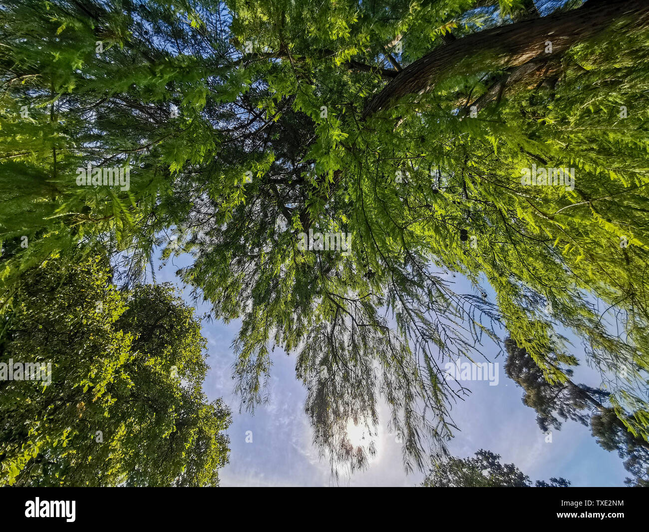 Willow fronds hi-res stock photography and images - Alamy