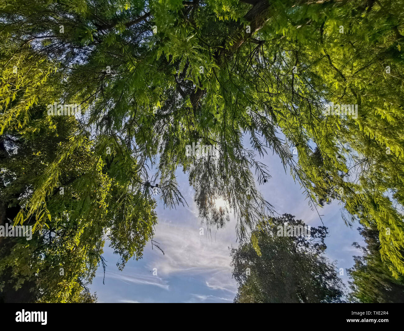 Willow fronds hi-res stock photography and images - Alamy
