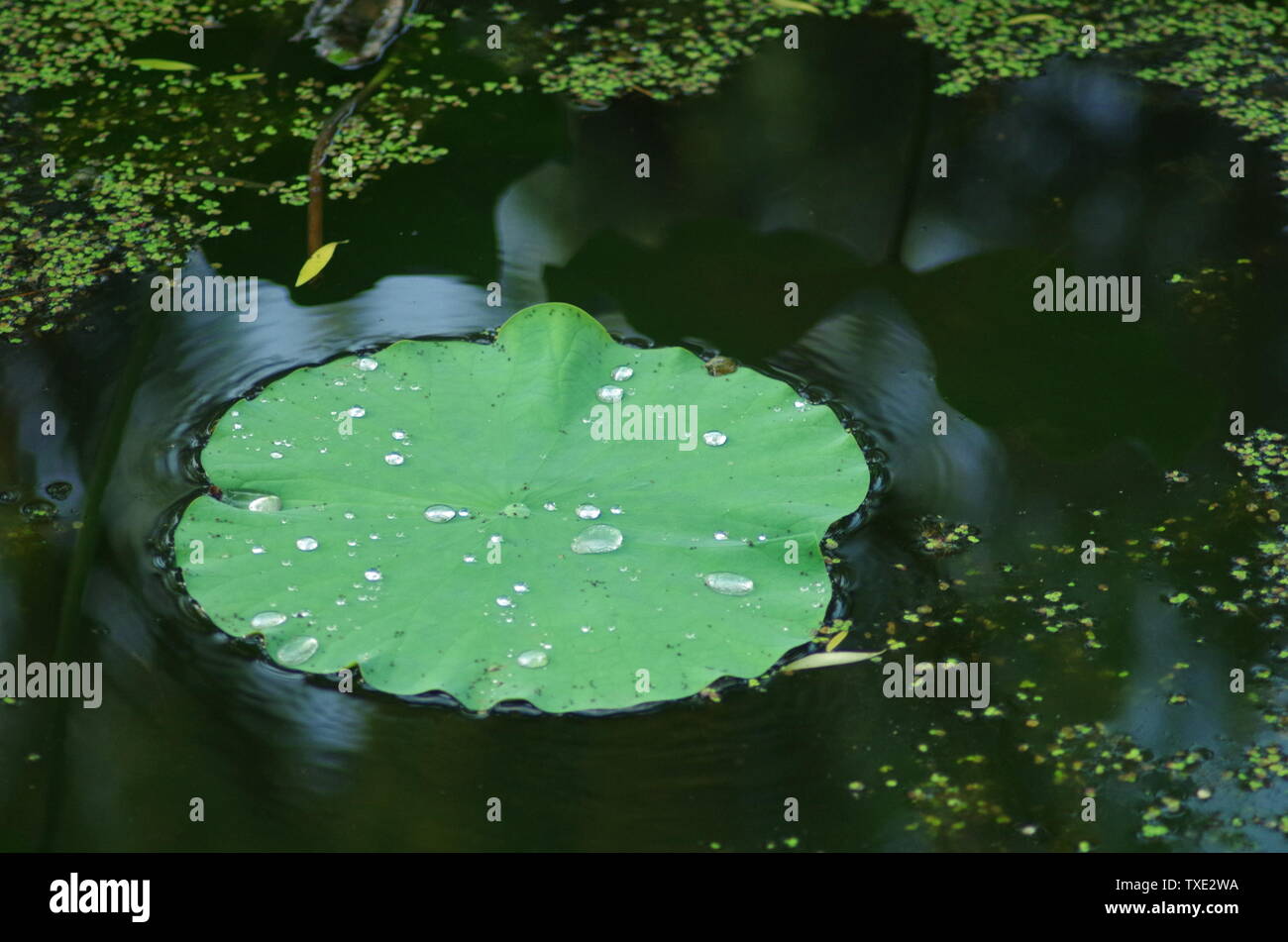 Lotus, Xia Ho, Lotus, Photography Stock Photo - Alamy