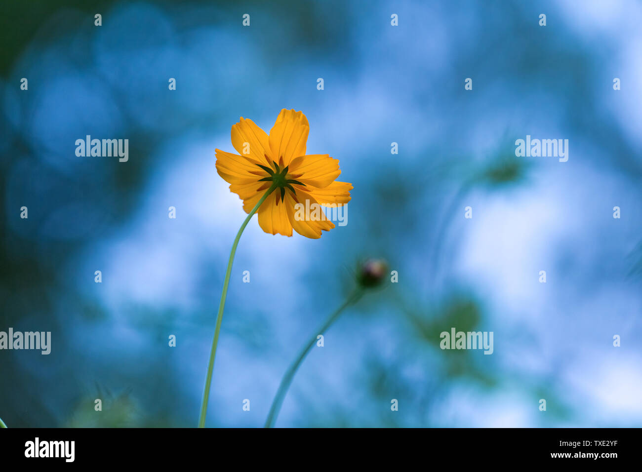 Flowers in the backlight Stock Photo - Alamy