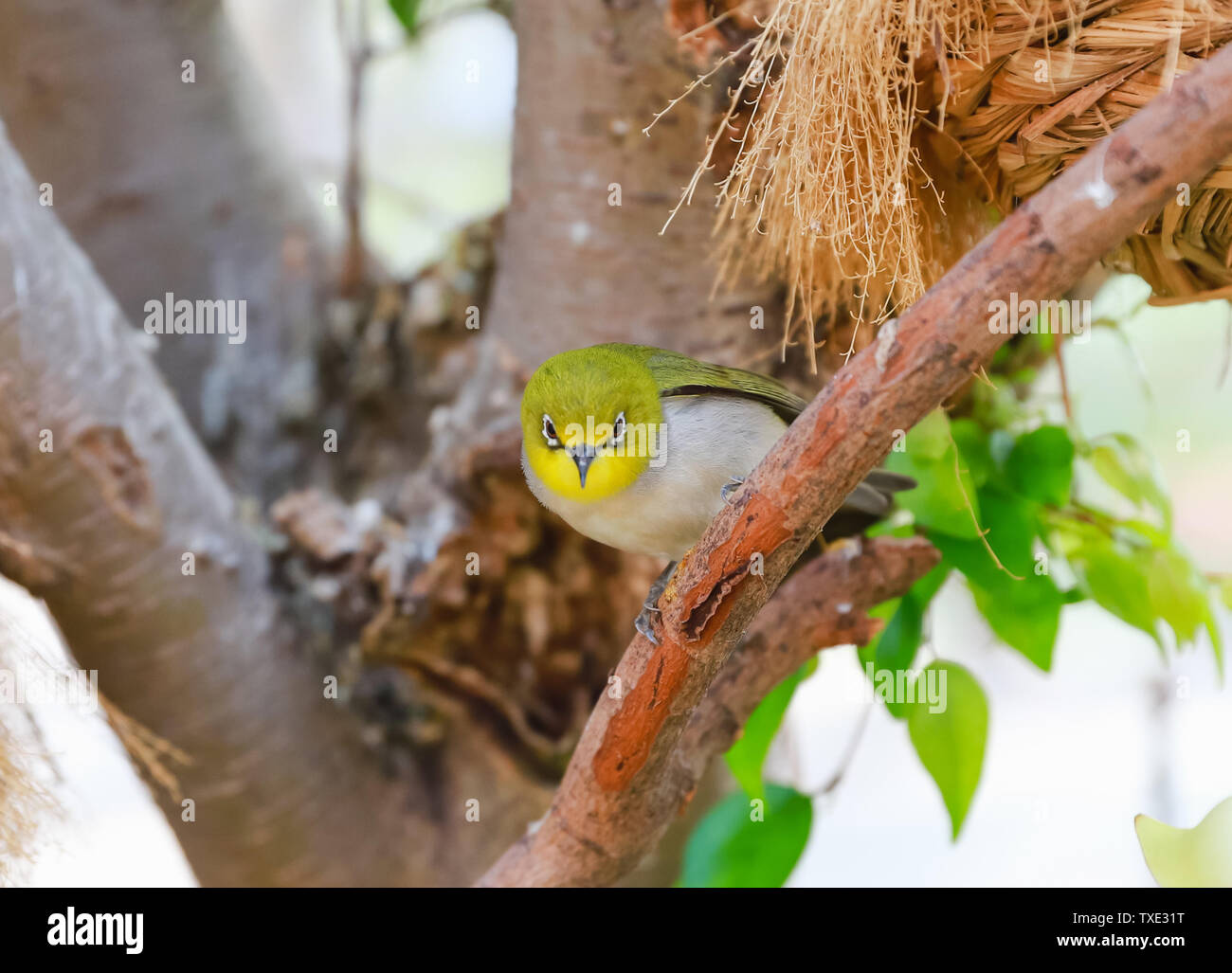 Sparrow flowers and lovesick birds Stock Photo - Alamy