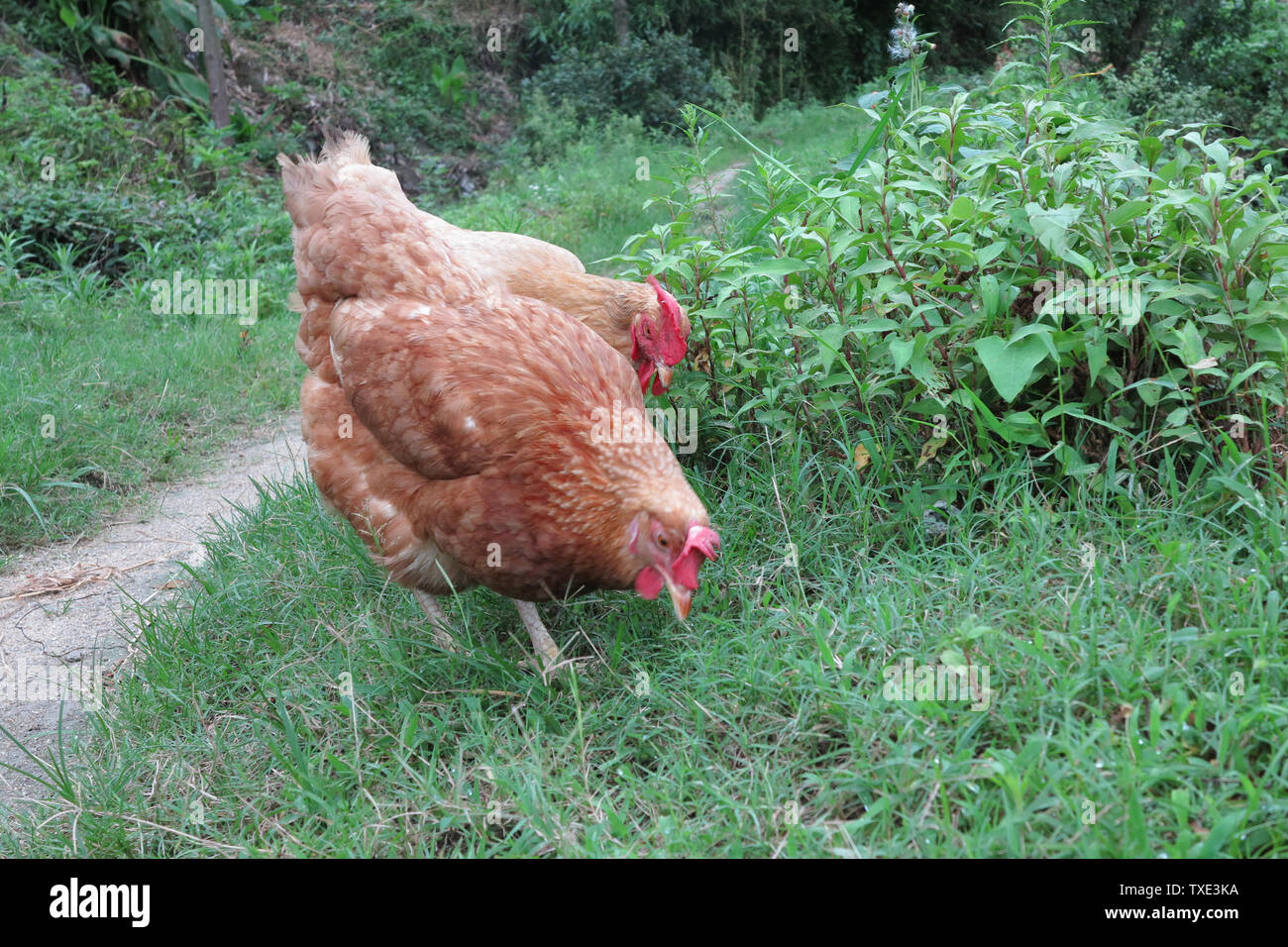 Native chickens hi-res stock photography and images - Alamy
