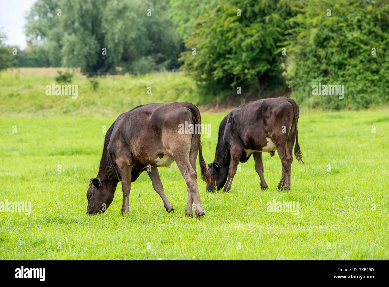 Leicestershire countryside farm hi-res stock photography and images - Alamy