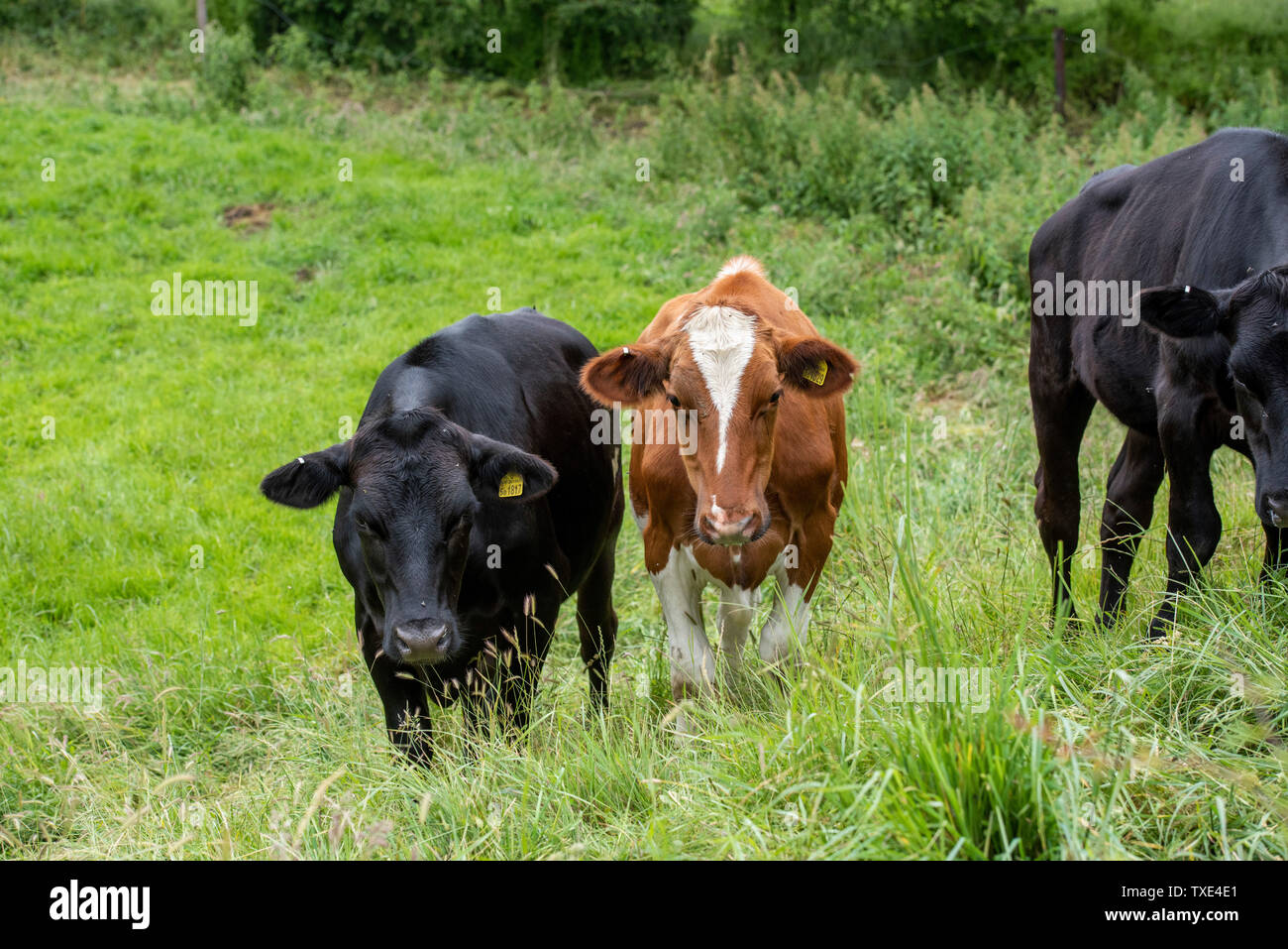 Leicestershire countryside farm hi-res stock photography and images - Alamy